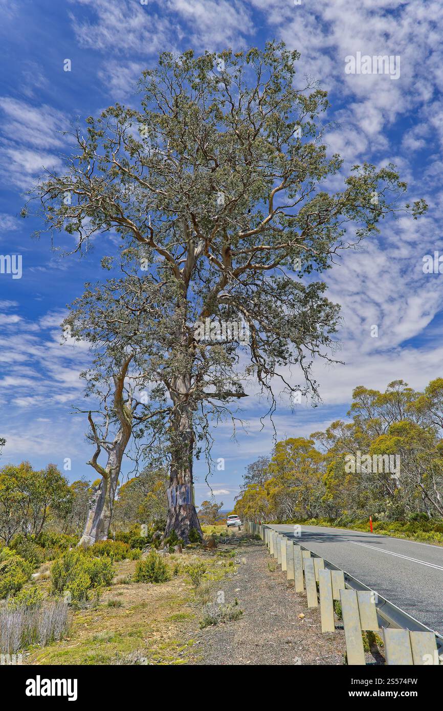 A lone old endemic stag tree Cider Gum (Eucalyptus gunnii) roadside in ...