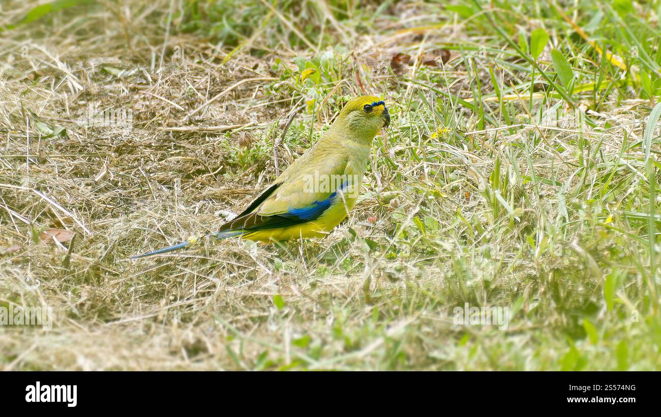Blue-winged parrot (Neophema chrysostoma) male feeding in exotic grass ...