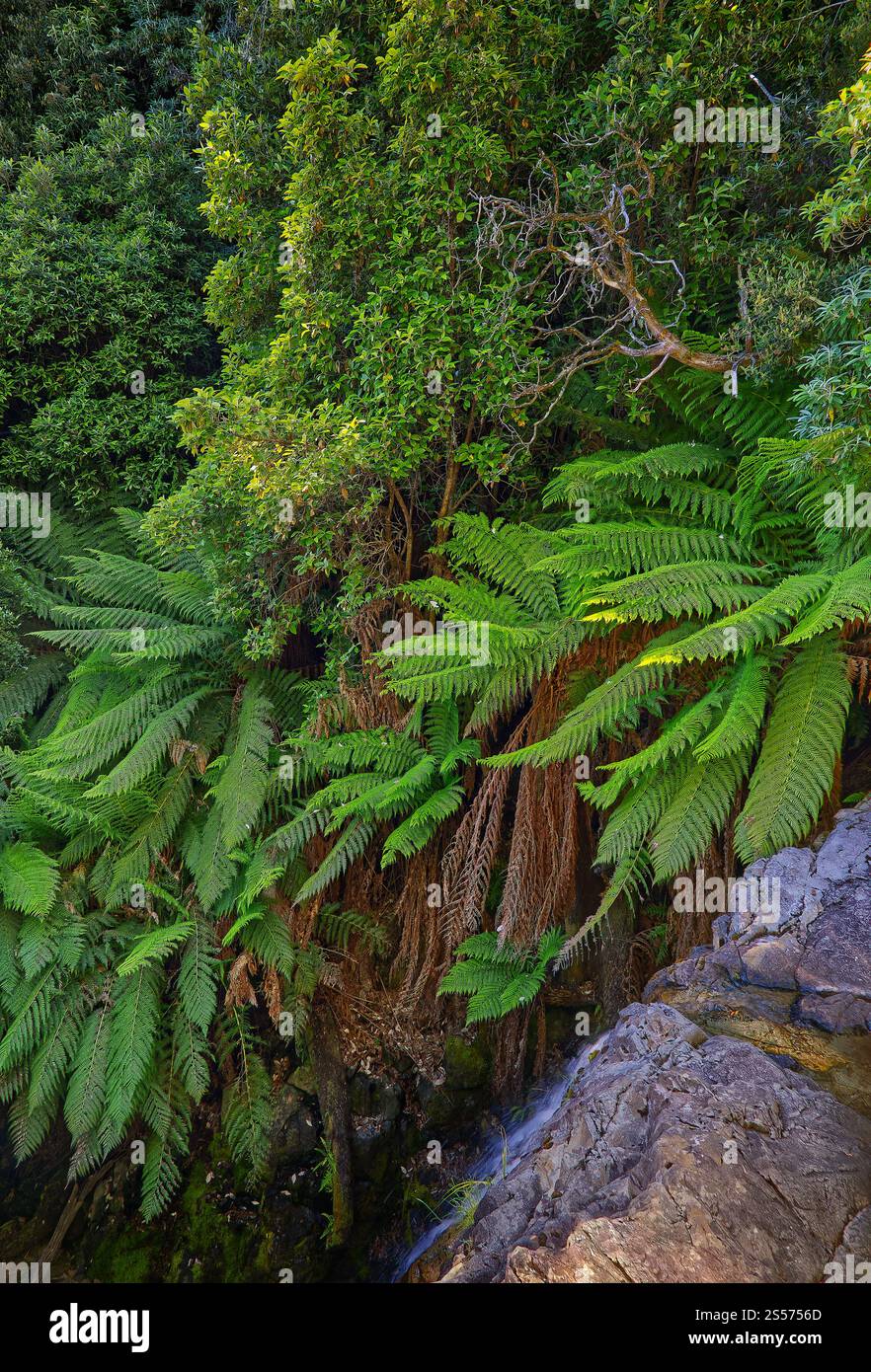 Fern and tree filled dark gully with low waterfall lip in rainforest in ...