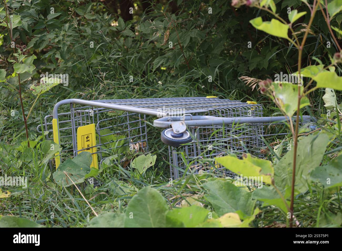 discarded shopping cart in dense overgrowth in summer Stock Photo - Alamy