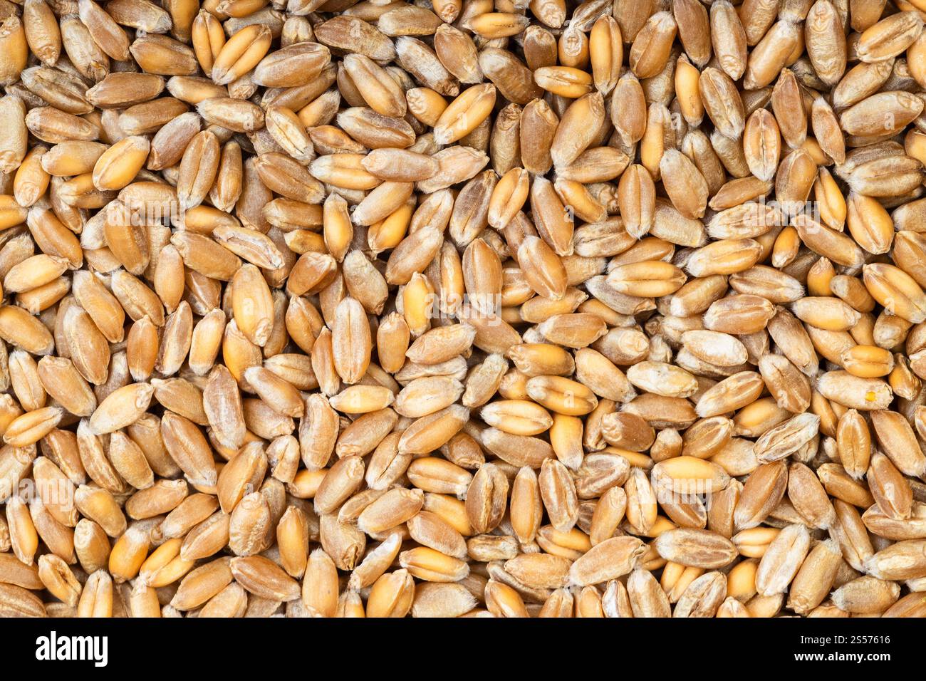 food background - top view of raw common wheat grains Stock Photo - Alamy