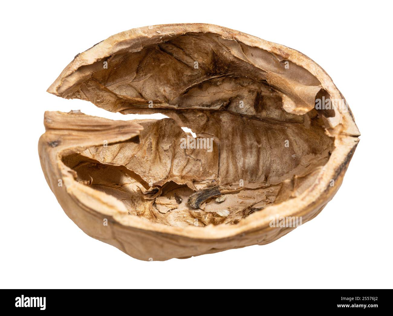 empty half of walnut shell isolated on white background Stock Photo - Alamy