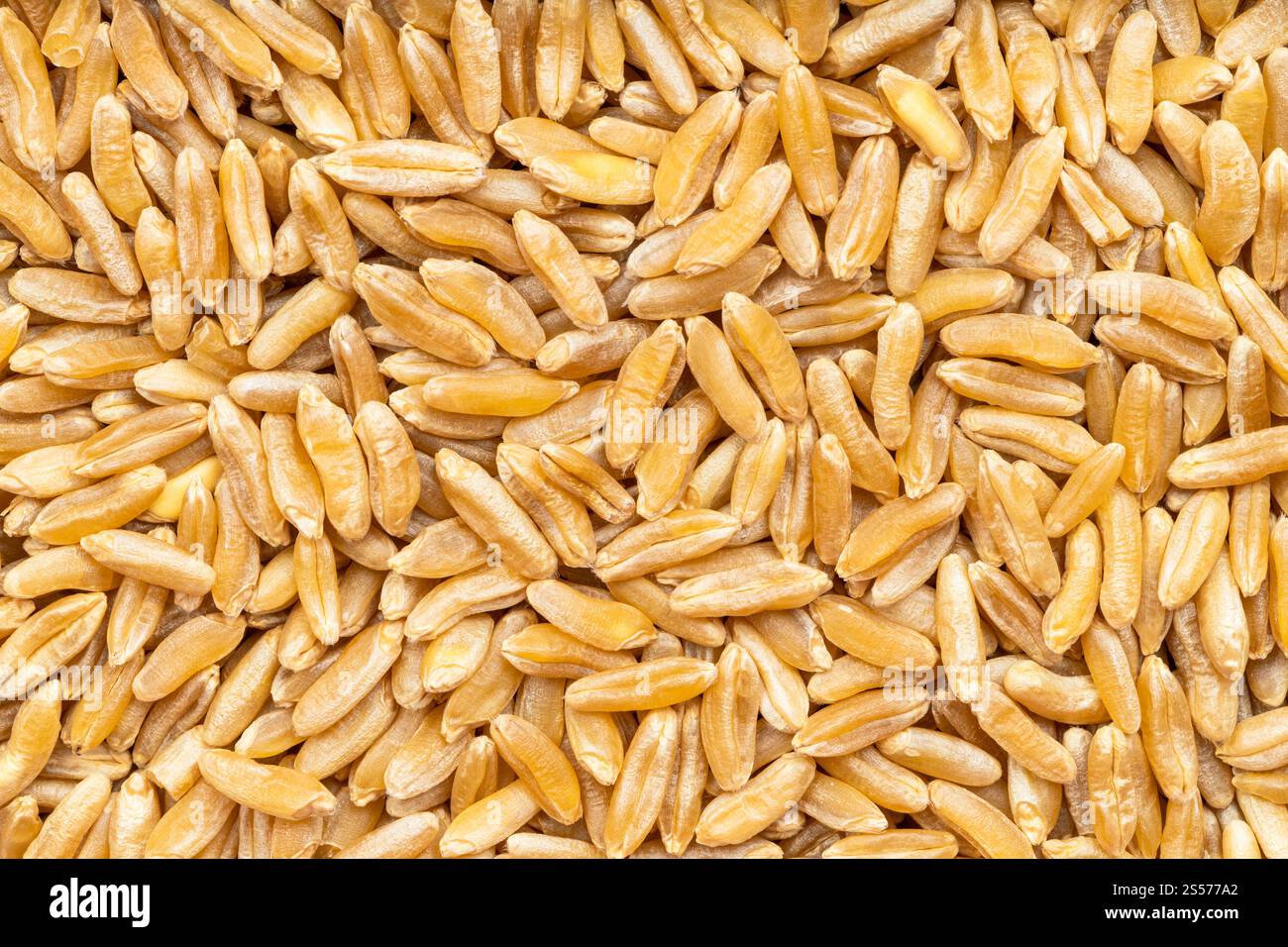 food background - many Kamut Khorasan wheat grains close up Stock Photo ...