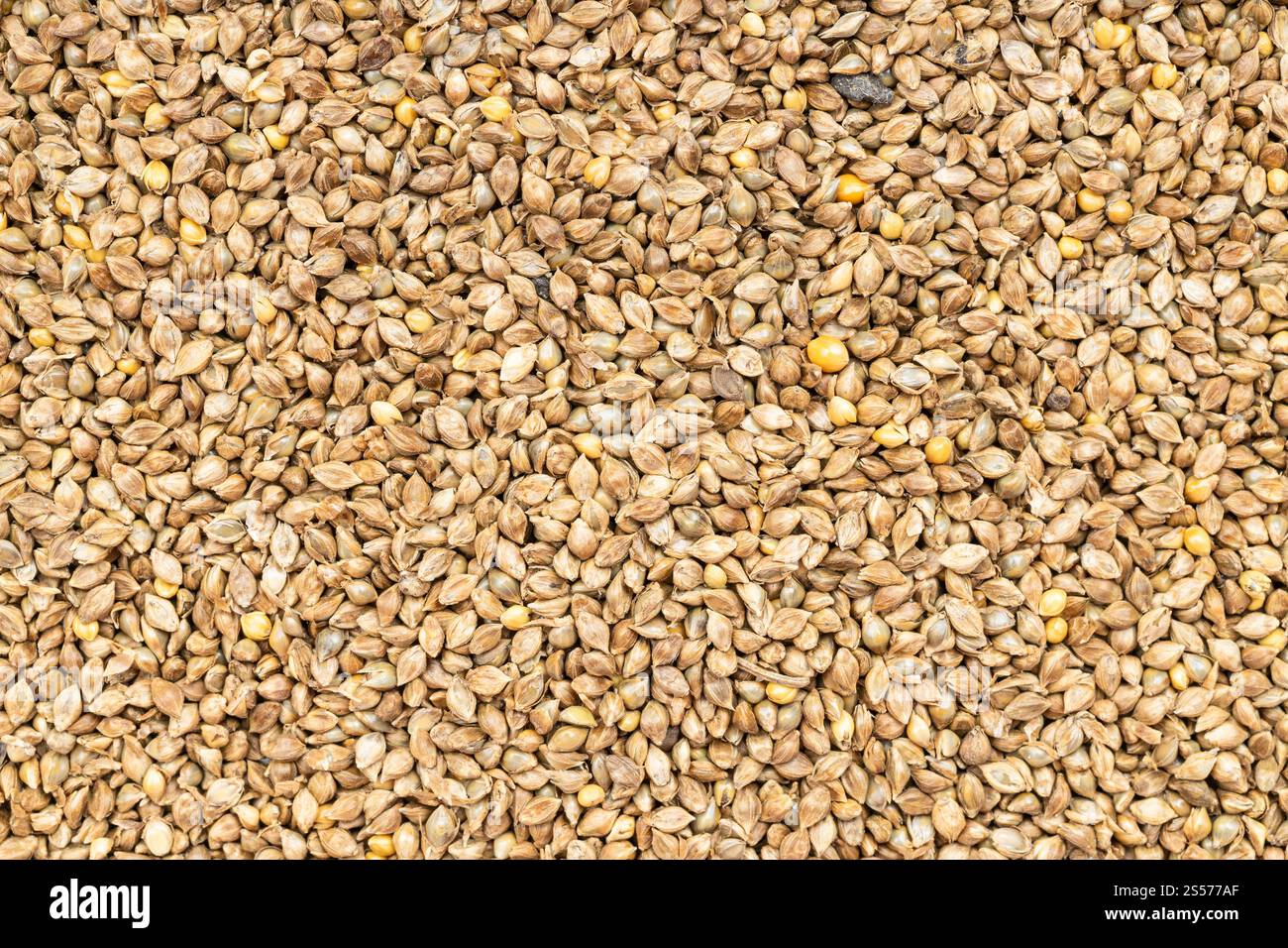 food background - whole-grain barnyard millet seeds close up Stock ...