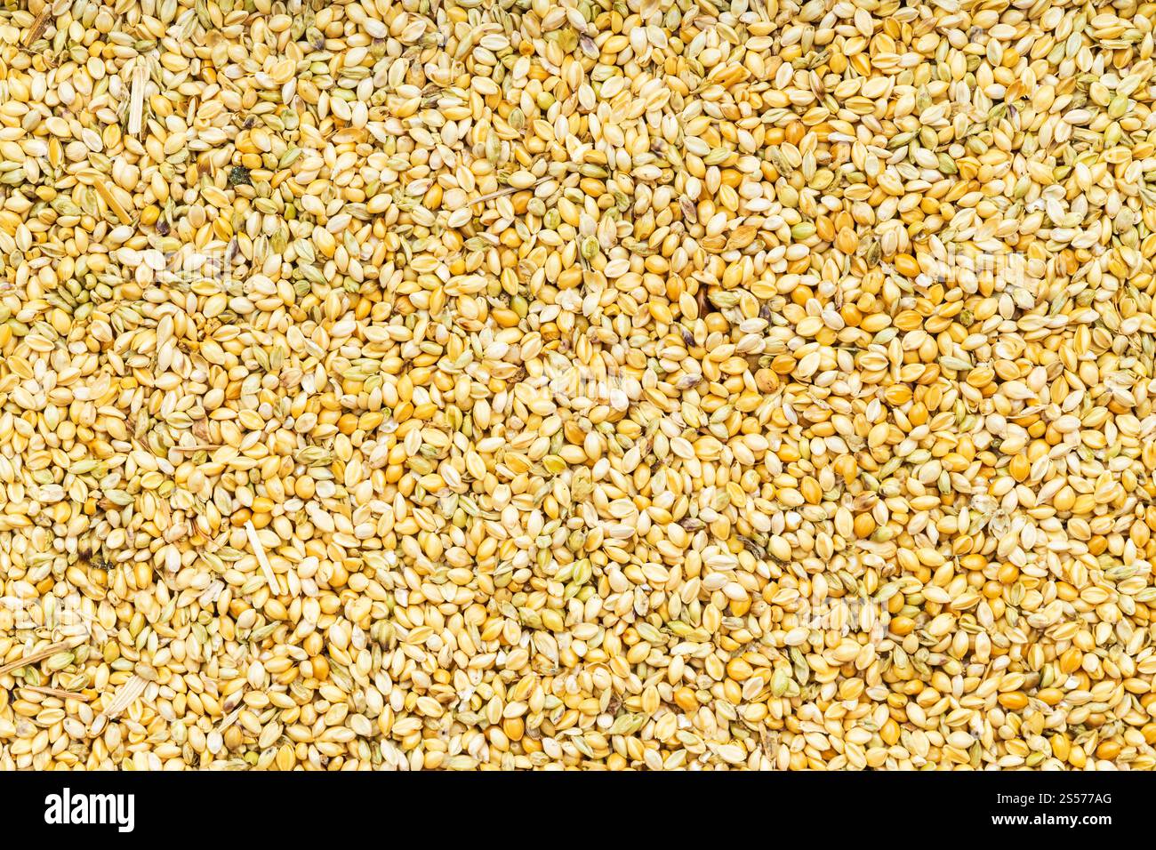 food background - whole-grain foxtail millet seeds close up Stock Photo ...