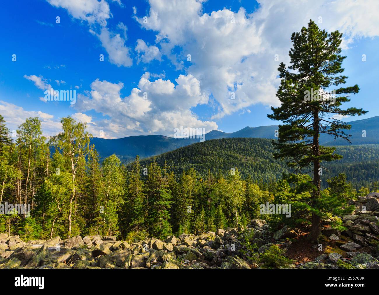 Carpathian Mountain summer landscape with big pine tree, sky with ...