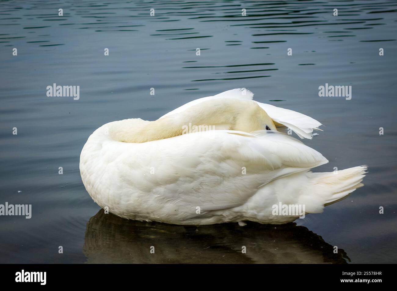 Beautiful white swan swimming on a pond. White swan swimming on a pond ...