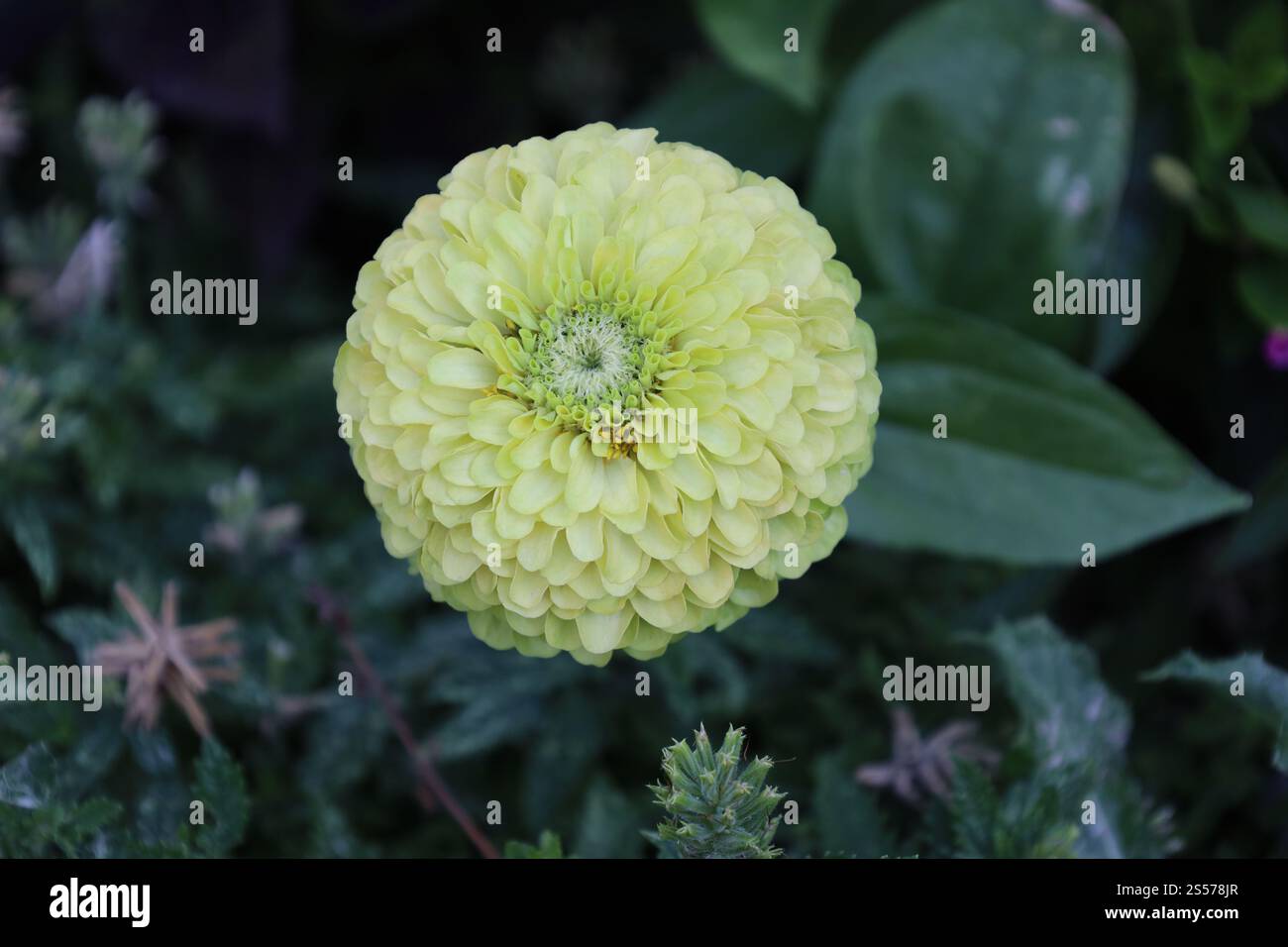 single large yellow green flower against shiny dark green leaves viewed ...