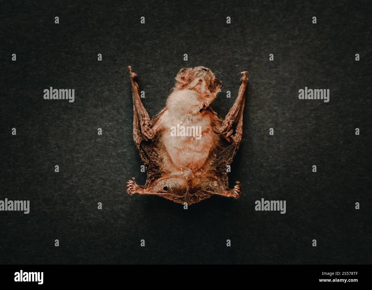 baby bat dried on a black background. baby bat on a black background ...