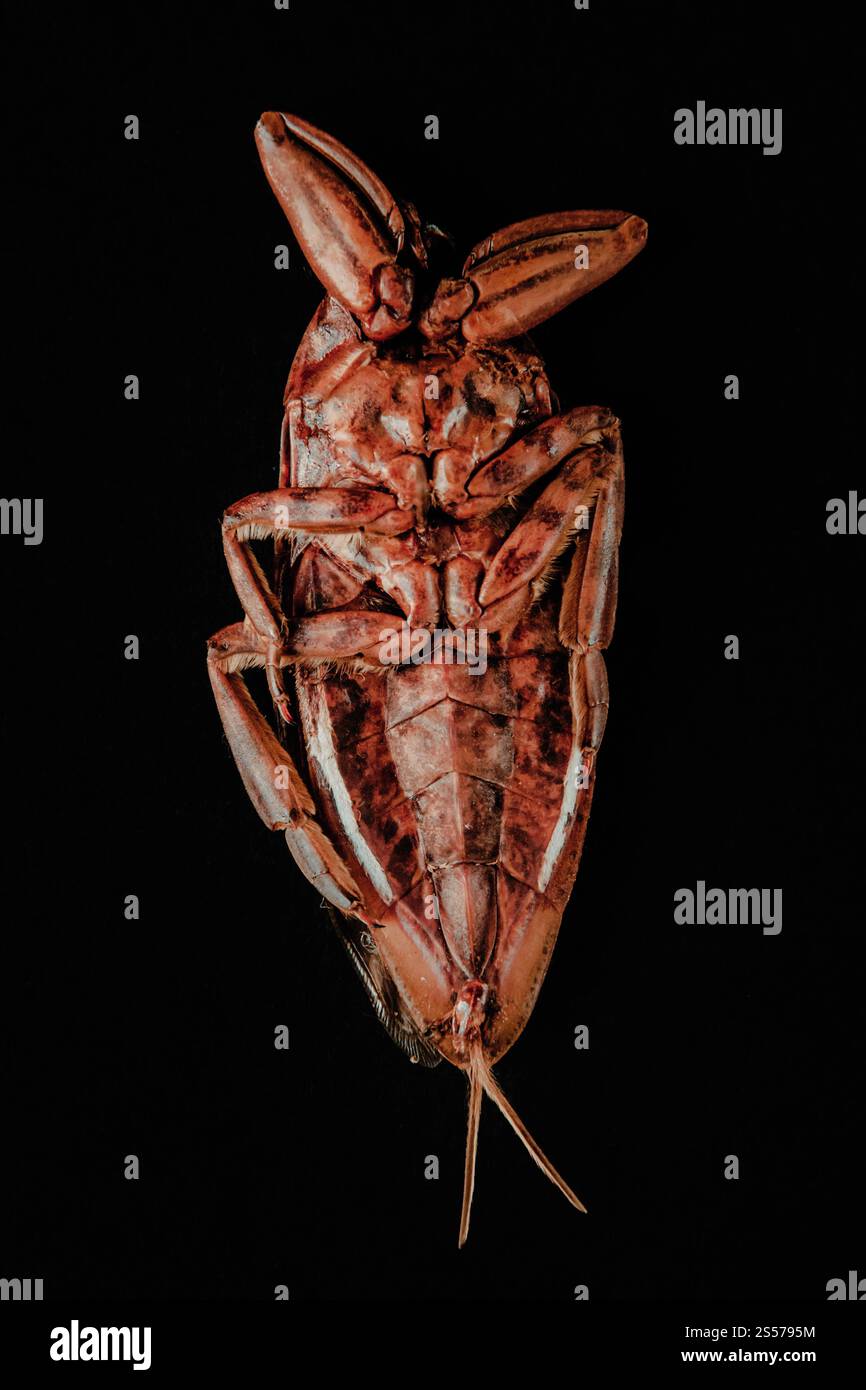 Dead dried cockroach isolated on black background. Dead dried cockroach ...