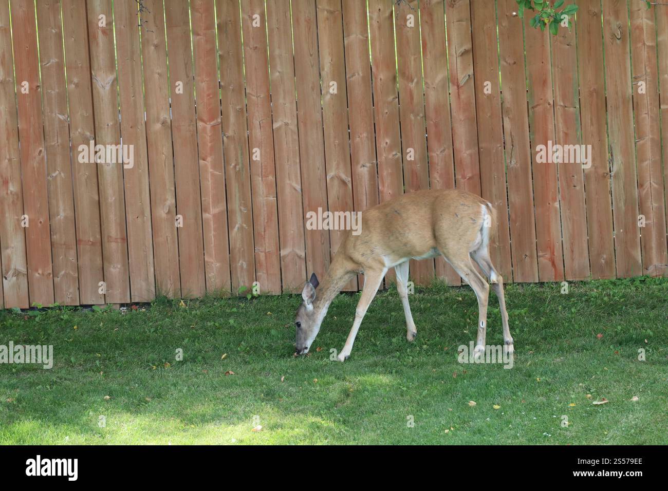 Grazing deer grass hi-res stock photography and images - Alamy