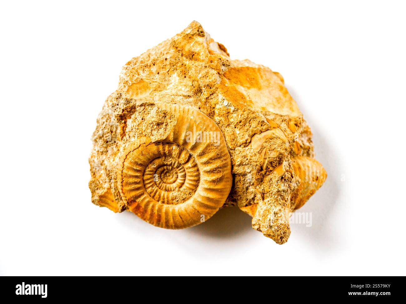 Ammonite fossil isolated on a white background. Closeup view. Ammonite ...