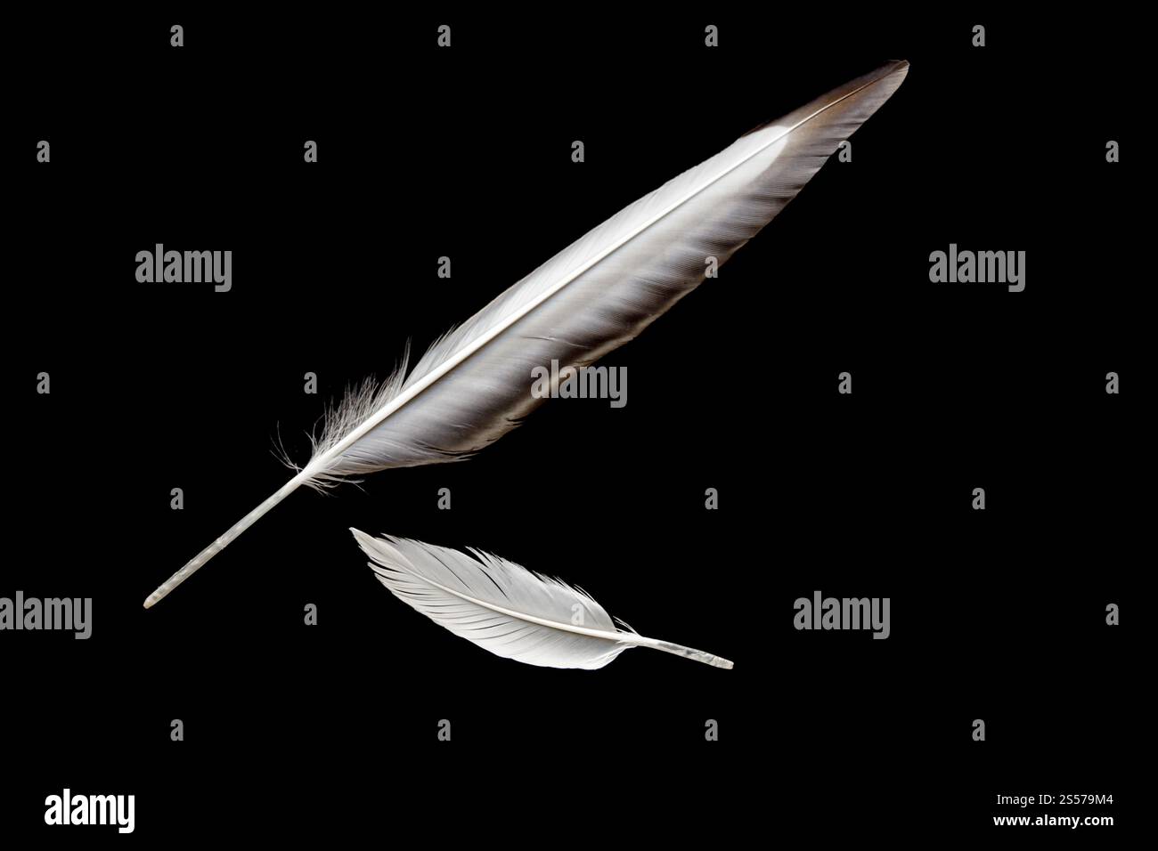 Two bird wing feather isolated on black background. Two feathers on ...