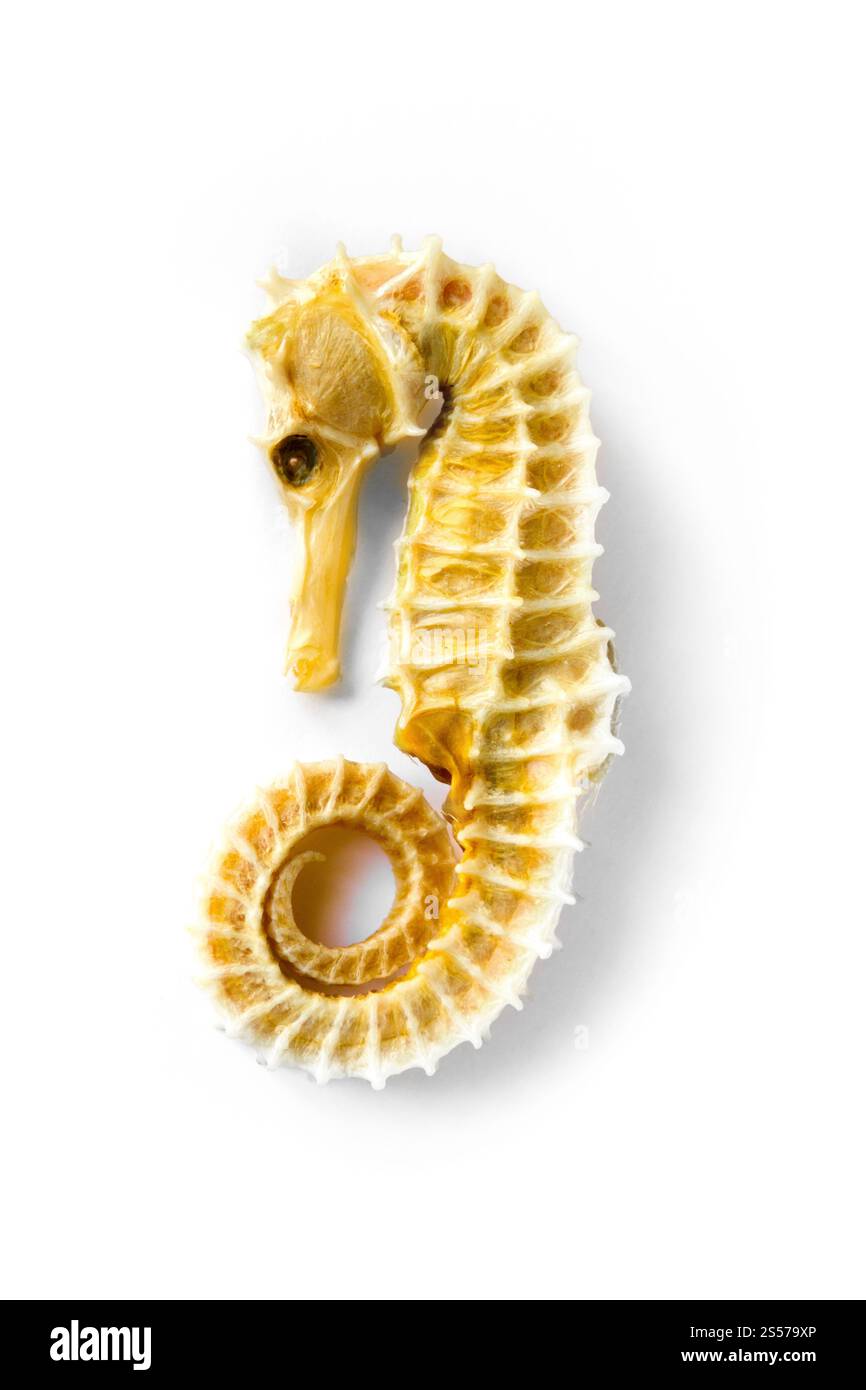 Dried seahorse skeleton isolated on a white background. Dried seahorse ...