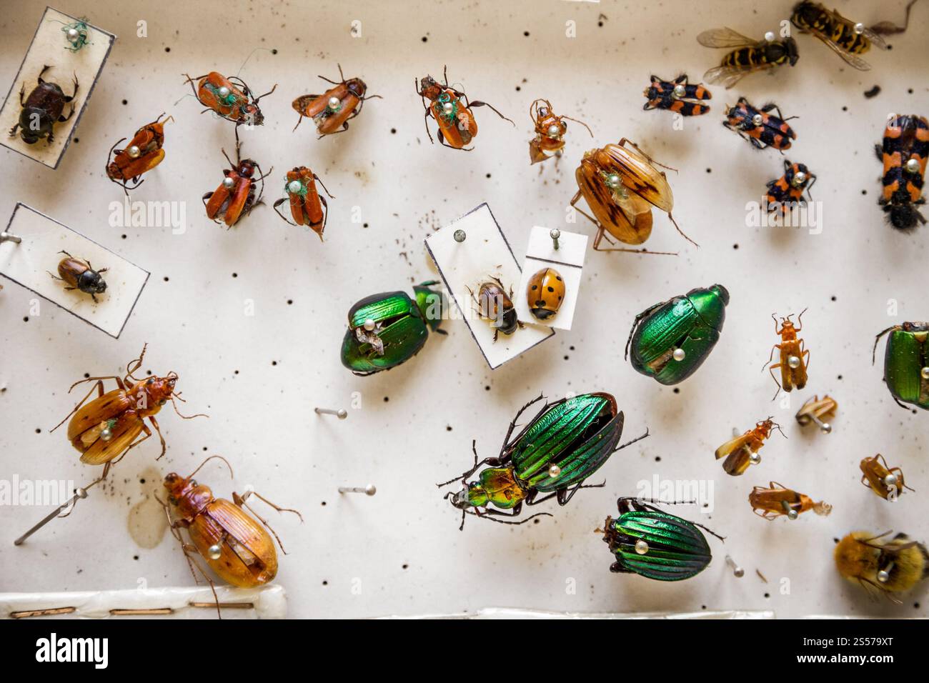 Dried insects collection on white background display. Dried insects ...