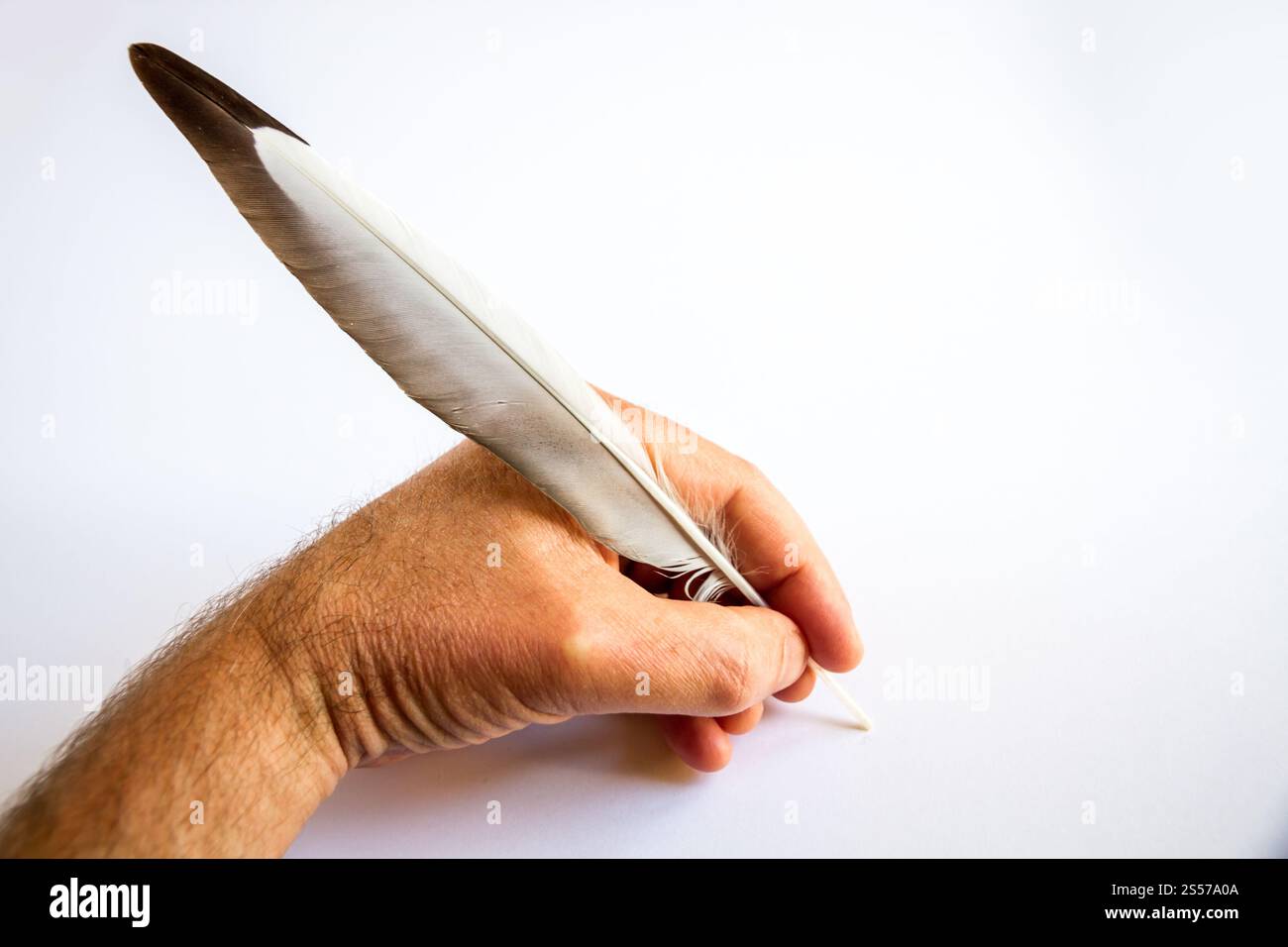 hand writing with a bird feather isolated on white background. hand ...