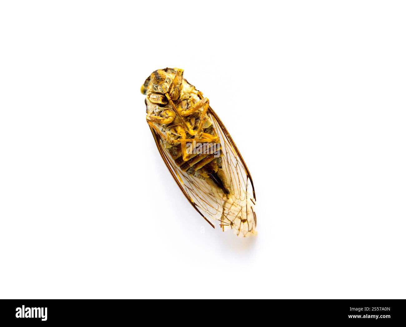 Dried cicada isolated on a white background. Cicada isolated on white ...