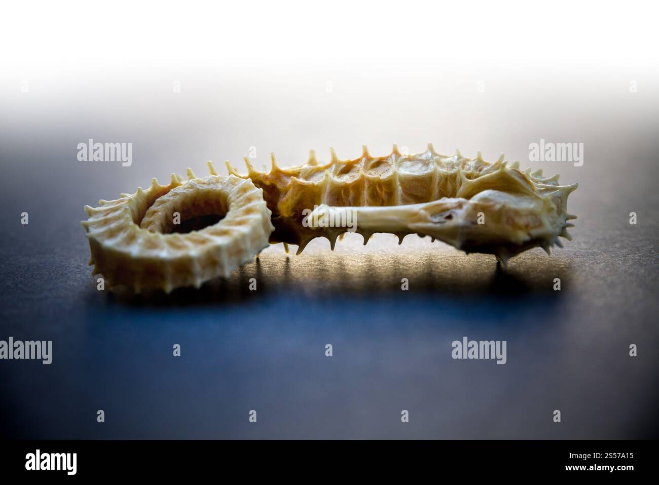 Dried seahorse skeleton on a black background. Dried seahorse on a ...