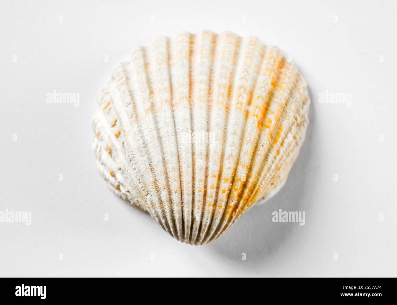 White sea shell isolated on white background. Sea shell on white ...