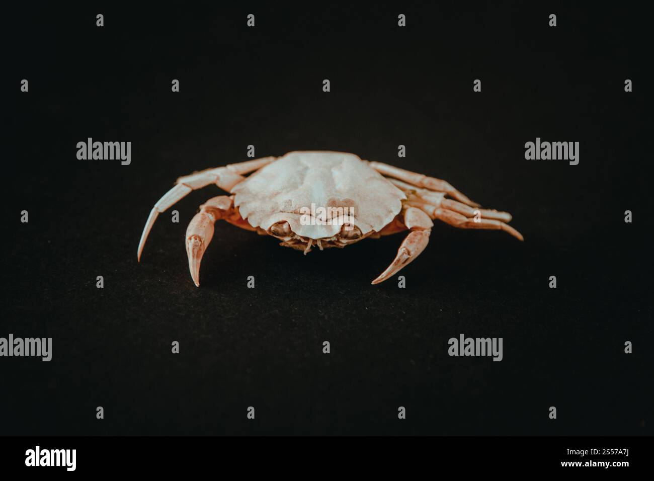 White crab isolated on a black background. White crab on a black ...