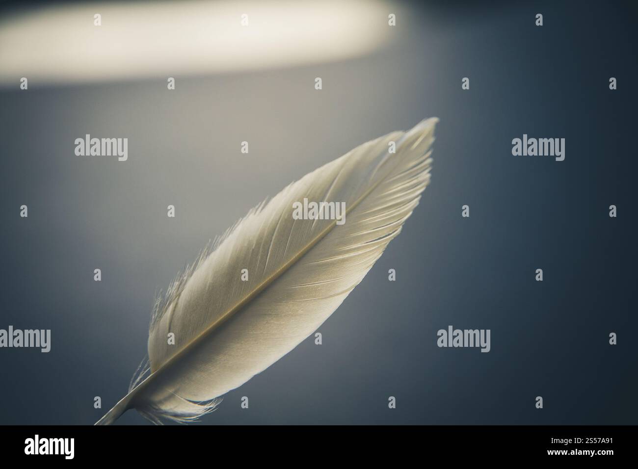 White bird wing feather resting on a dark elegant background. White ...