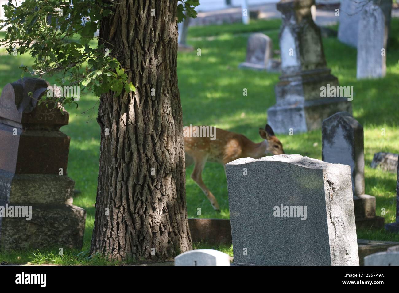 young fawn taking first steps in the safety of a cemetery Stock Photo ...