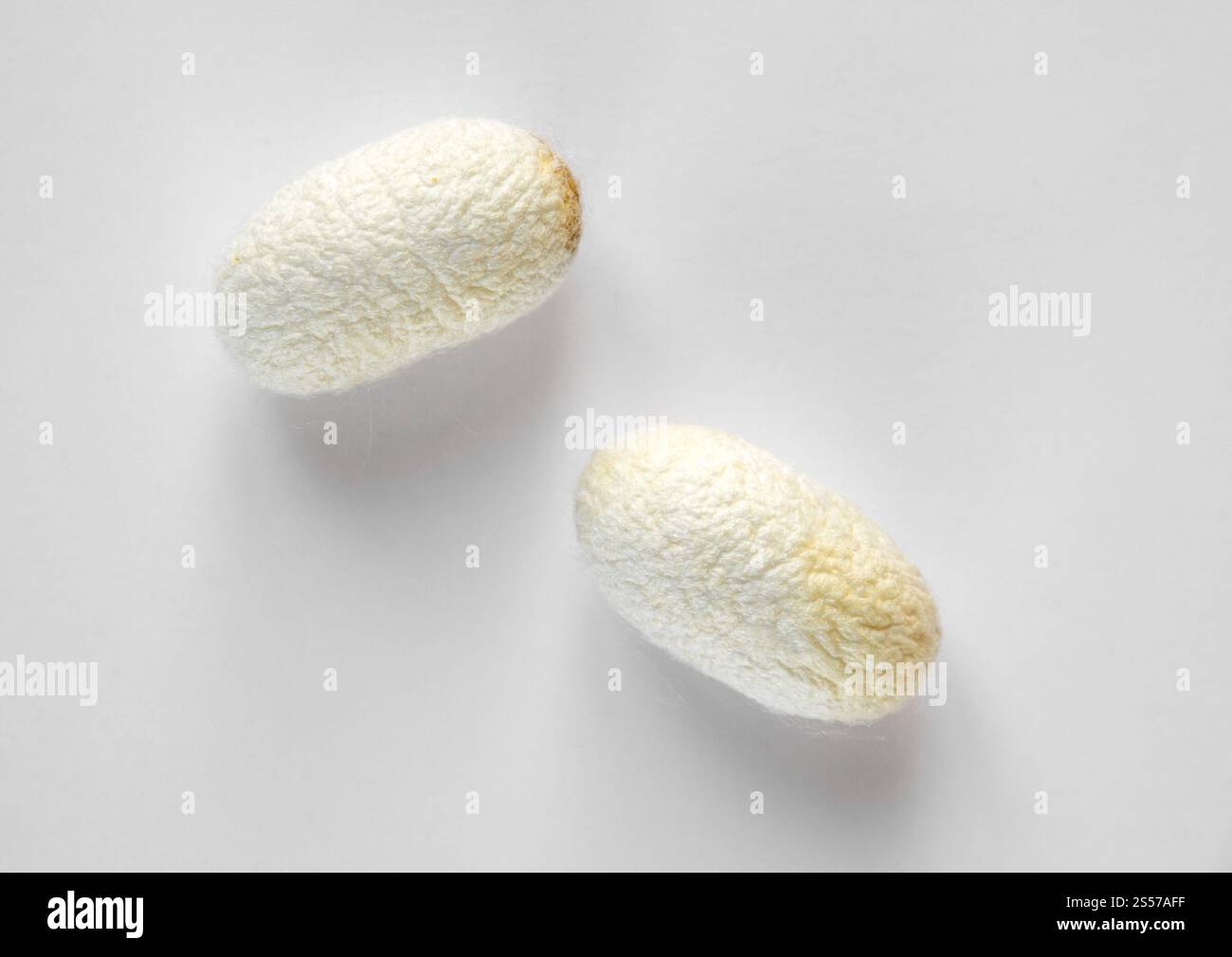 Silkworm cocoon isolated on a white background. Silkworm cocoon on a ...