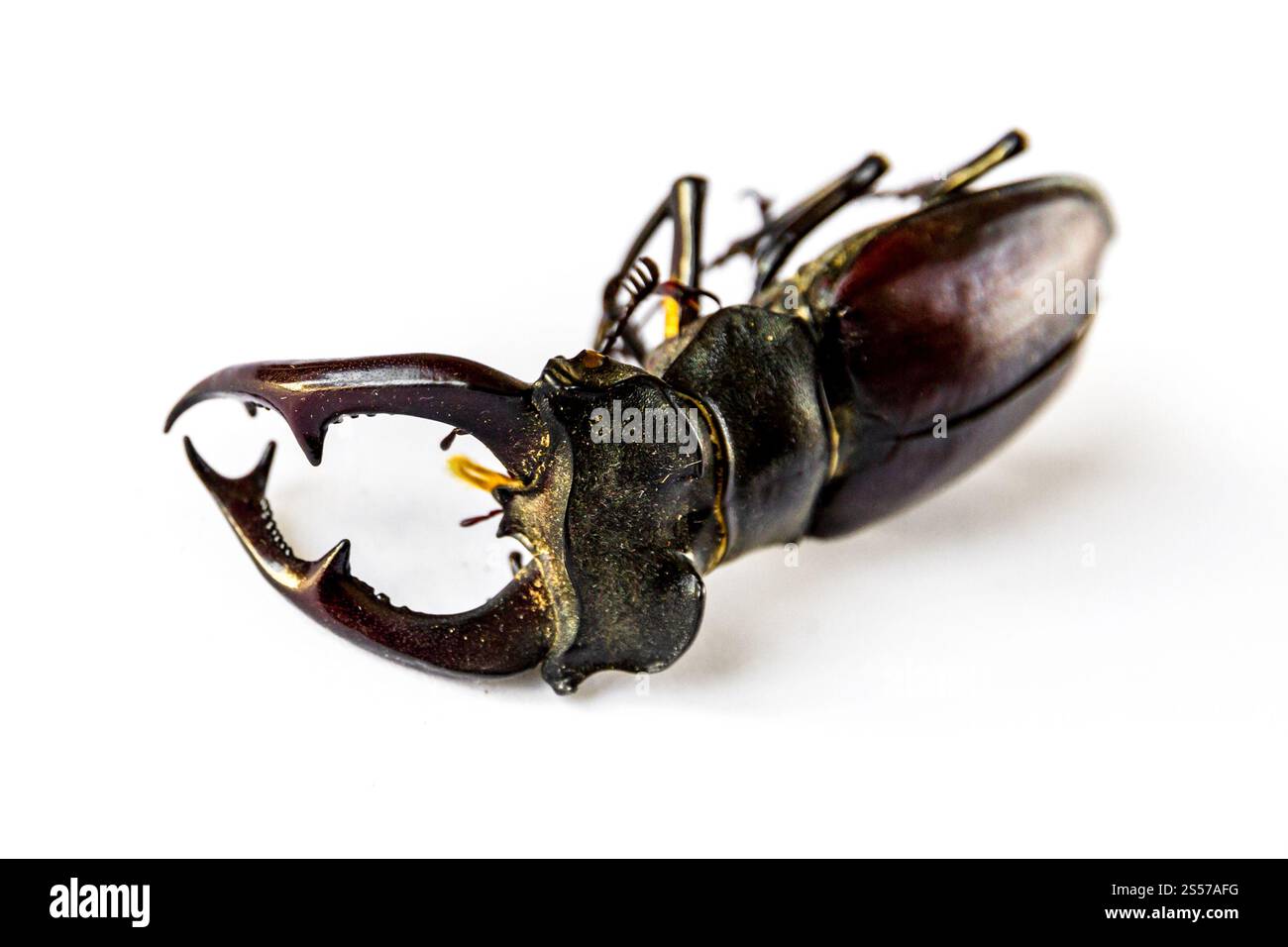 Dried european stag beetle isolated on white background. European stag ...