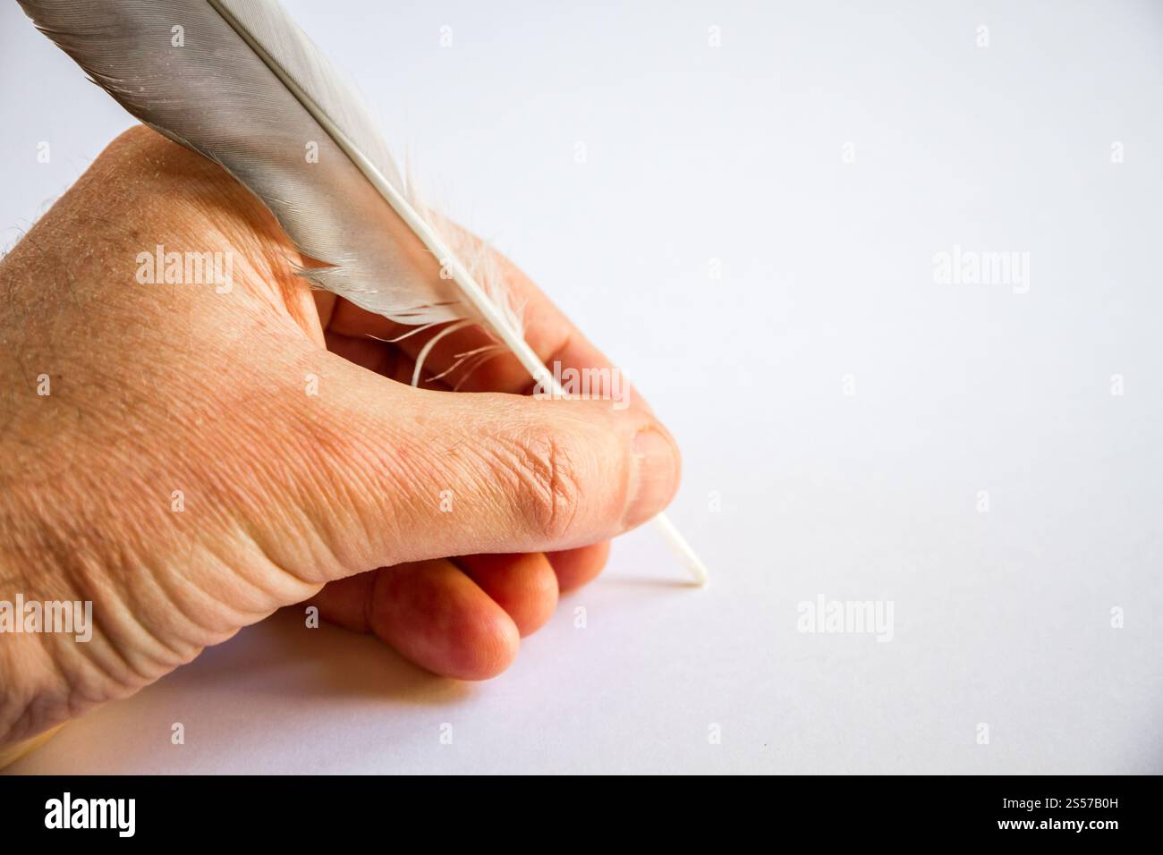 hand writing with a bird feather isolated on white background. hand ...