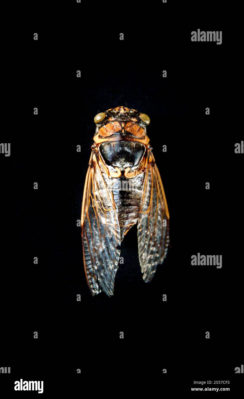 Dried cicada isolated on black background. Cicada isolated on black ...