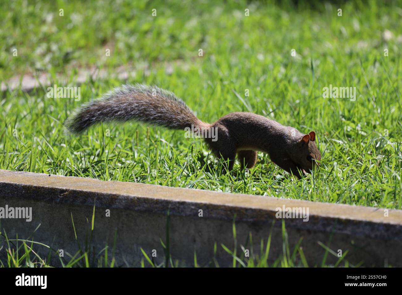 gray squirrel hops through rich green grass in sunshine Stock Photo - Alamy