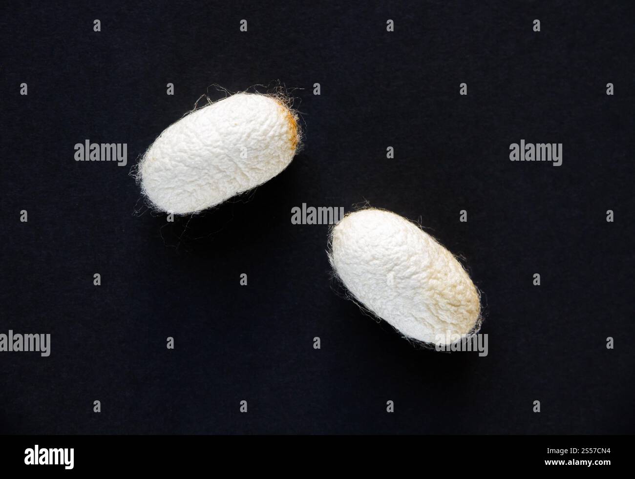 Silkworm cocoon isolated on a black background. Silkworm cocoon on a ...