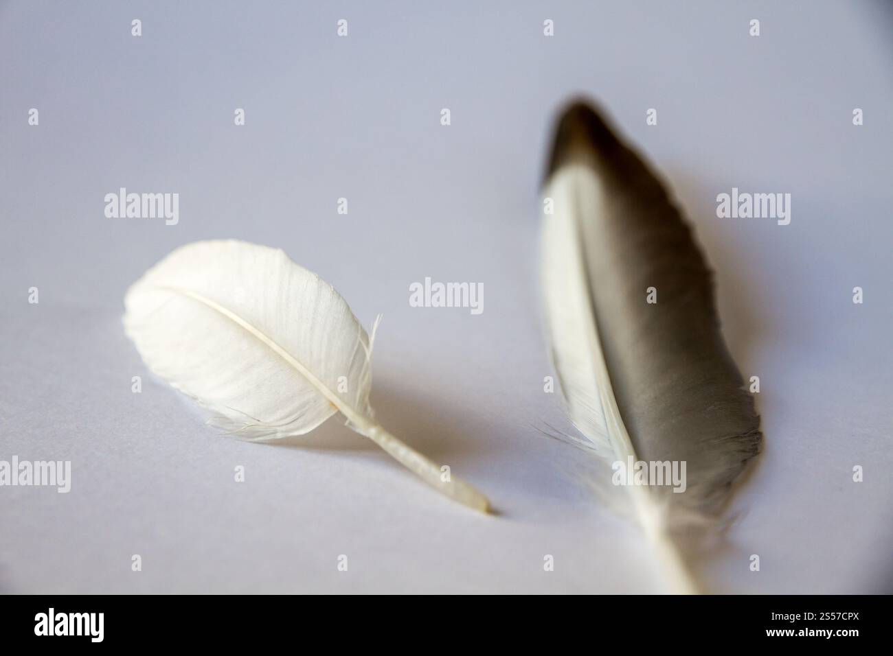 Two bird wing feather isolated on light gray background. Two feathers ...