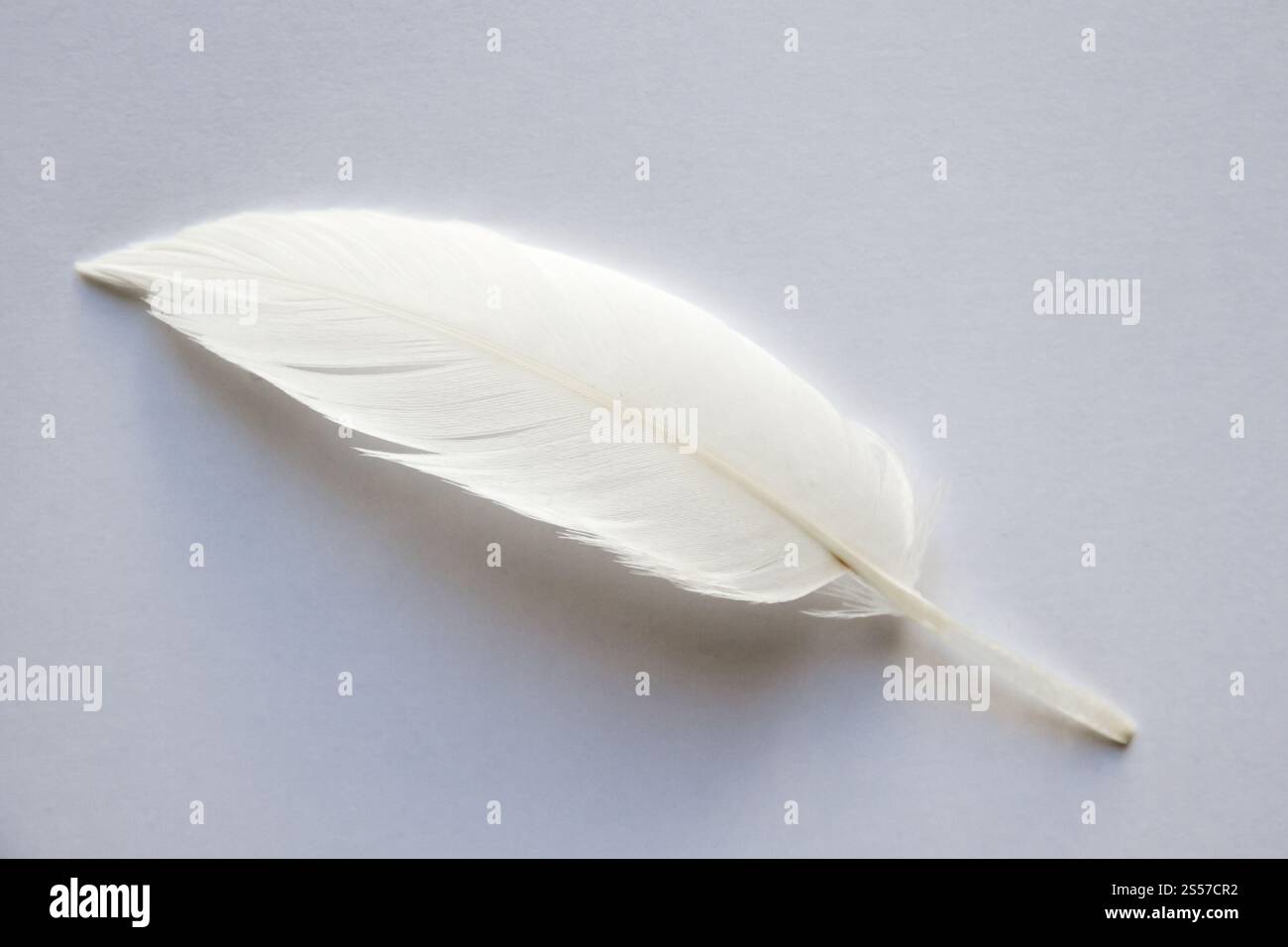 White bird wing feather on light background. White feather on light ...