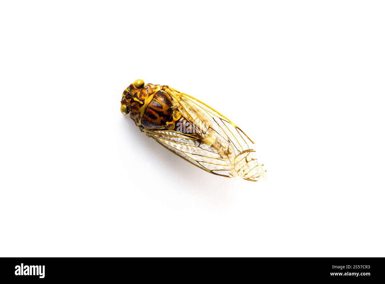 Dried cicada isolated on a white background. Cicada isolated on white ...