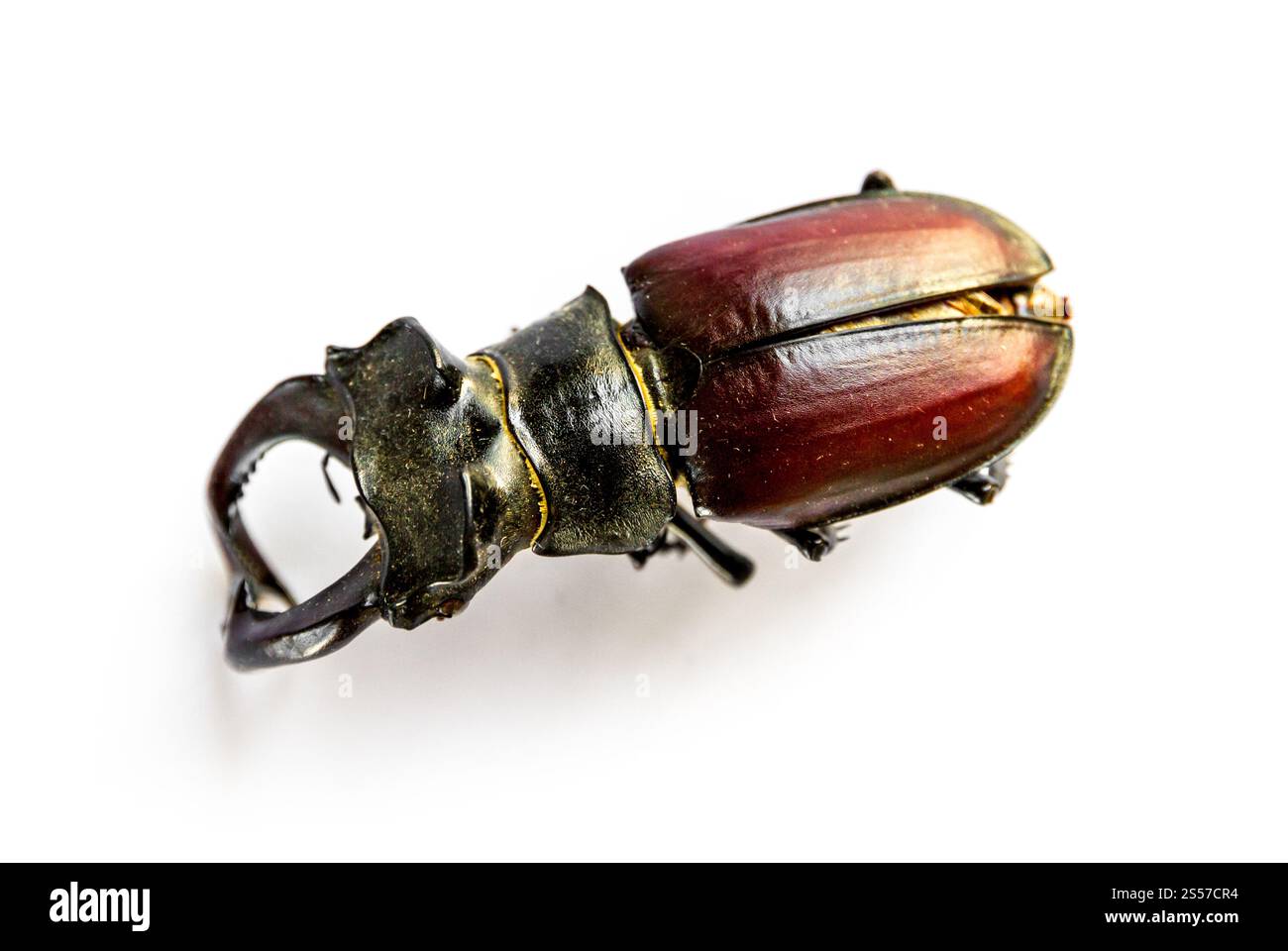 Dried european stag beetle isolated on white background. European stag ...