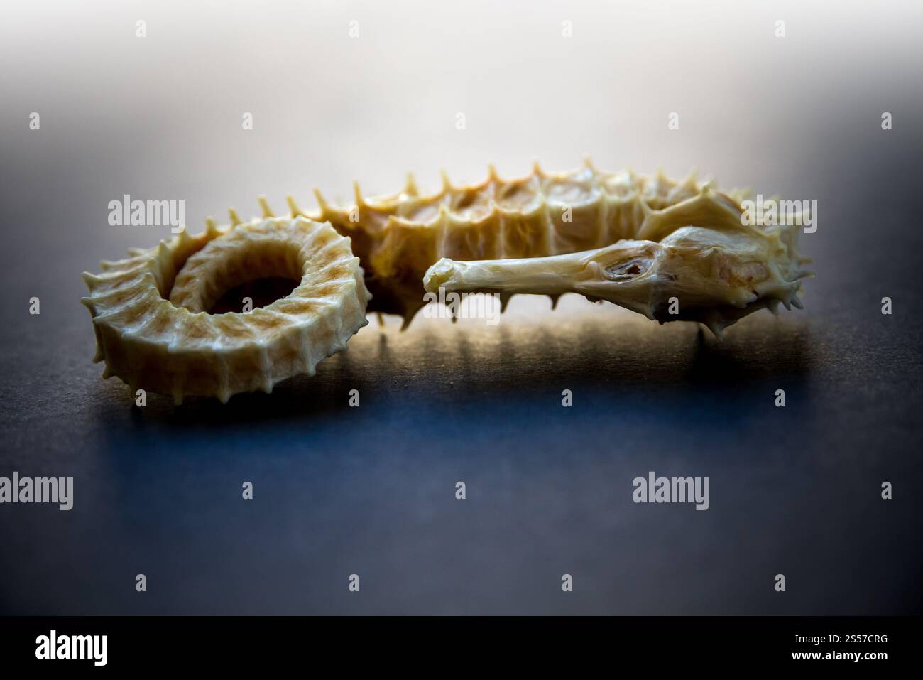 Dried seahorse skeleton on a black background. Dried seahorse on a ...