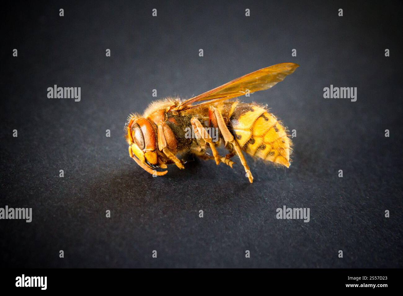 Dried European hornet isolated on back background. Hornet isolated on ...