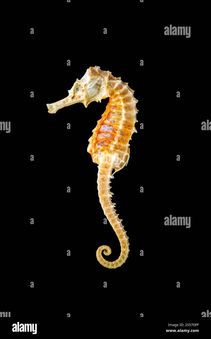 Dried seahorse skeleton isolated on a black background. Dried seahorse ...