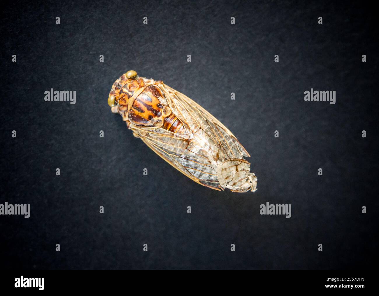 Dried cicada isolated on black background. Cicada isolated on black ...