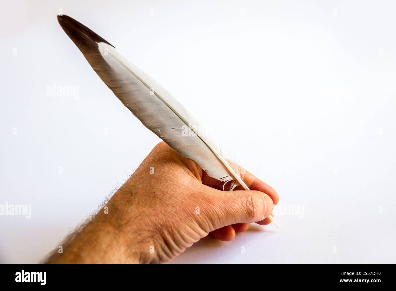 hand writing with a bird feather isolated on white background. hand ...