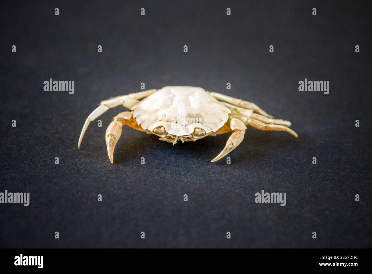 White crab isolated on a black background. White crab on a black ...