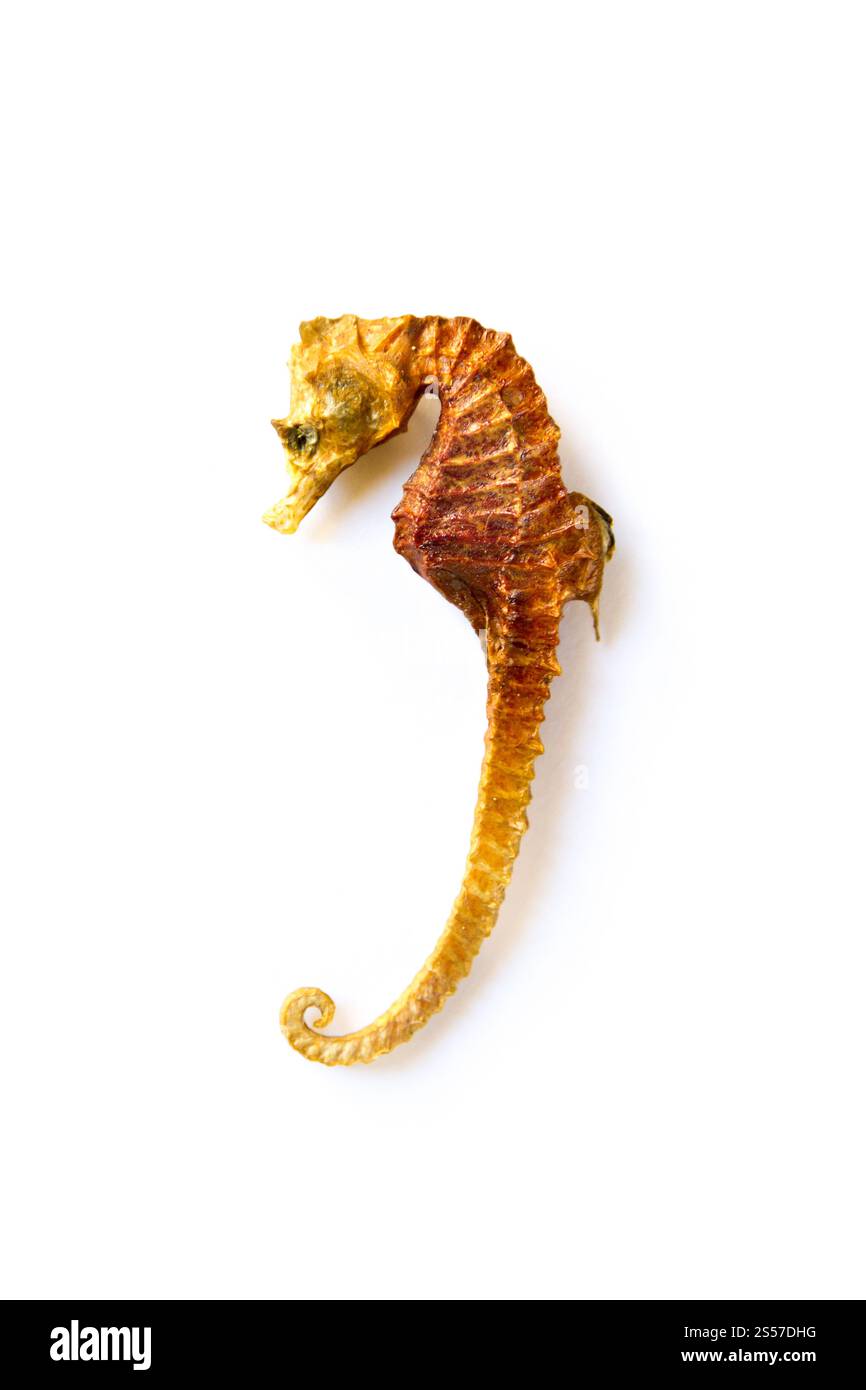 Dried seahorse skeleton isolated on a white background. Dried seahorse ...