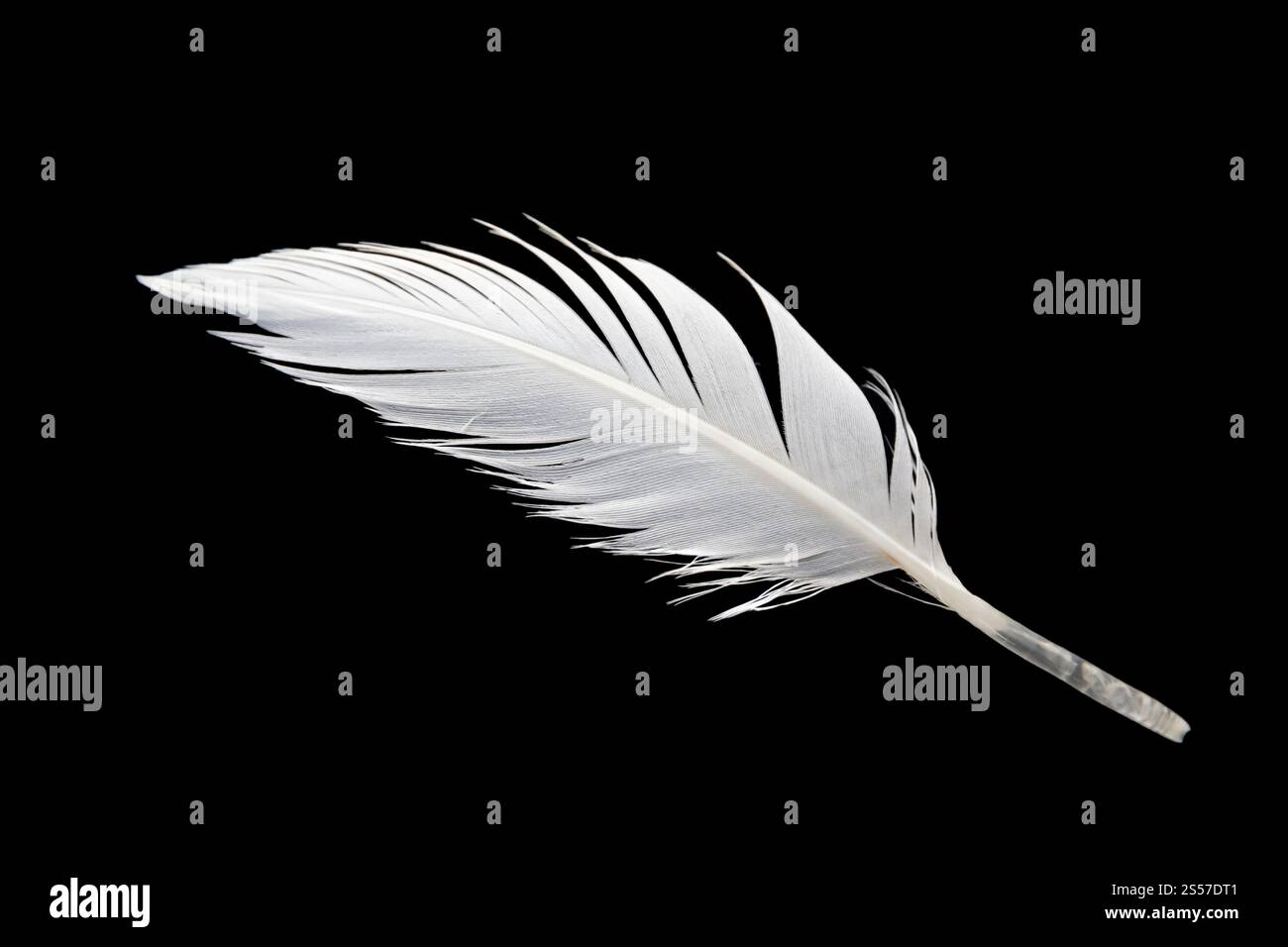 White bird wing feather isolated on black background. White feather on ...
