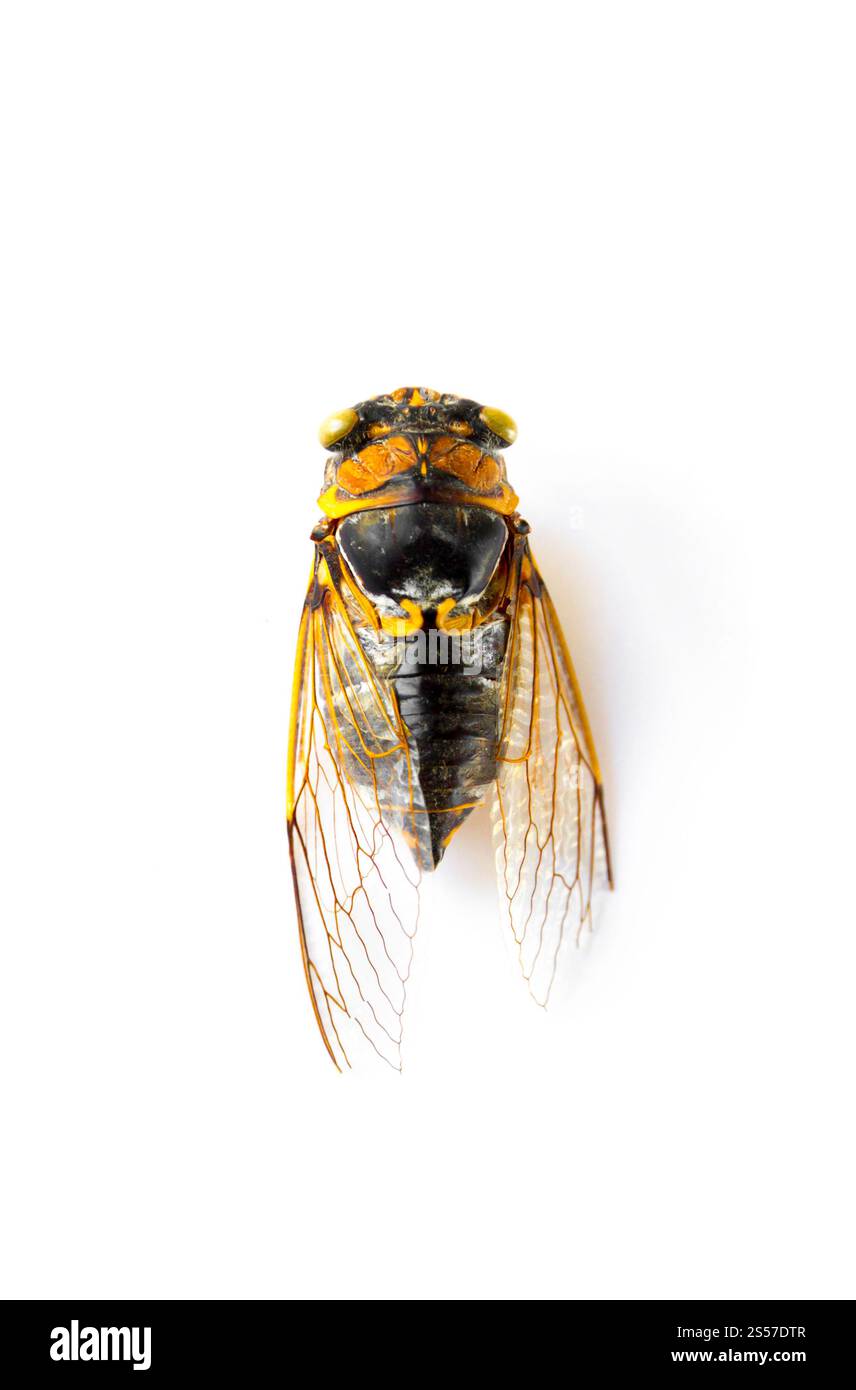 Dried cicada isolated on a white background. Cicada isolated on white ...