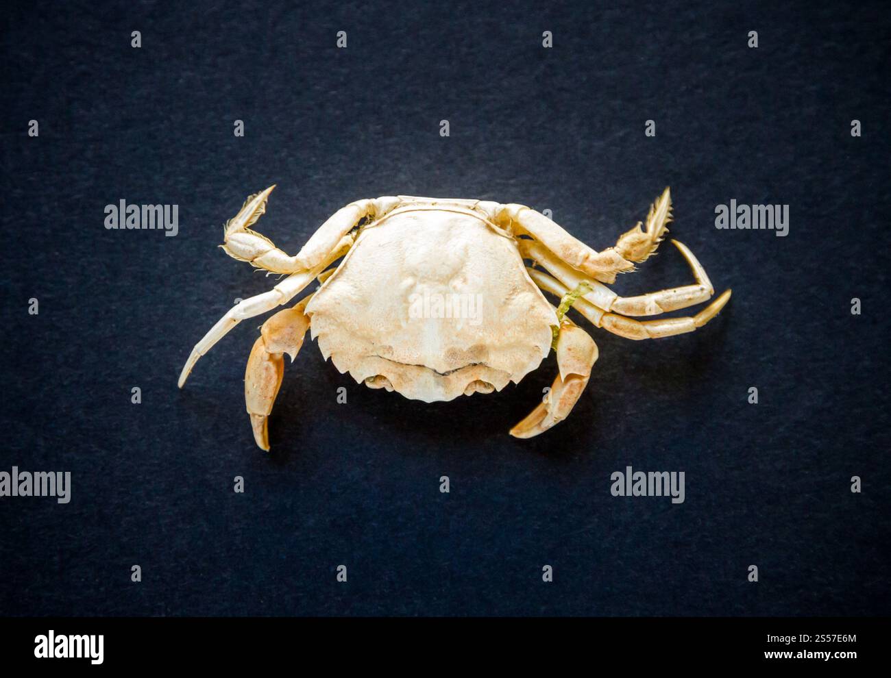 White crab isolated on a black background. White crab on a black ...
