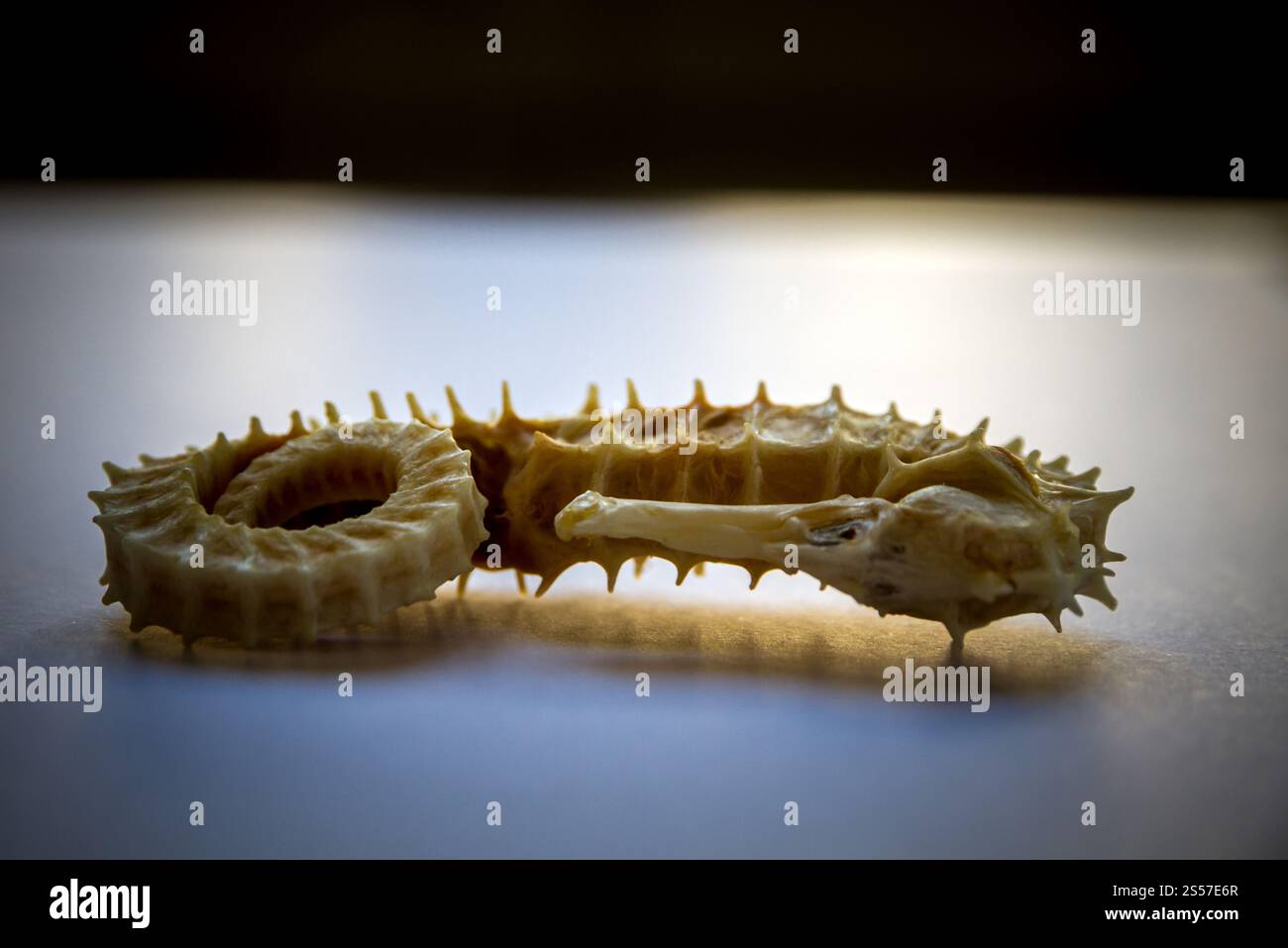 Dried seahorse skeleton on a black background. Dried seahorse on a ...