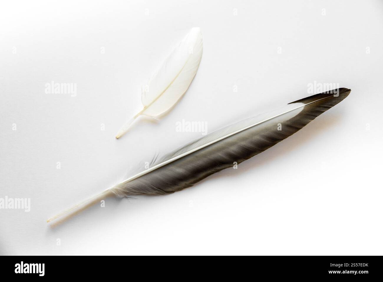 Feathers hi-res stock photography and images - Alamy