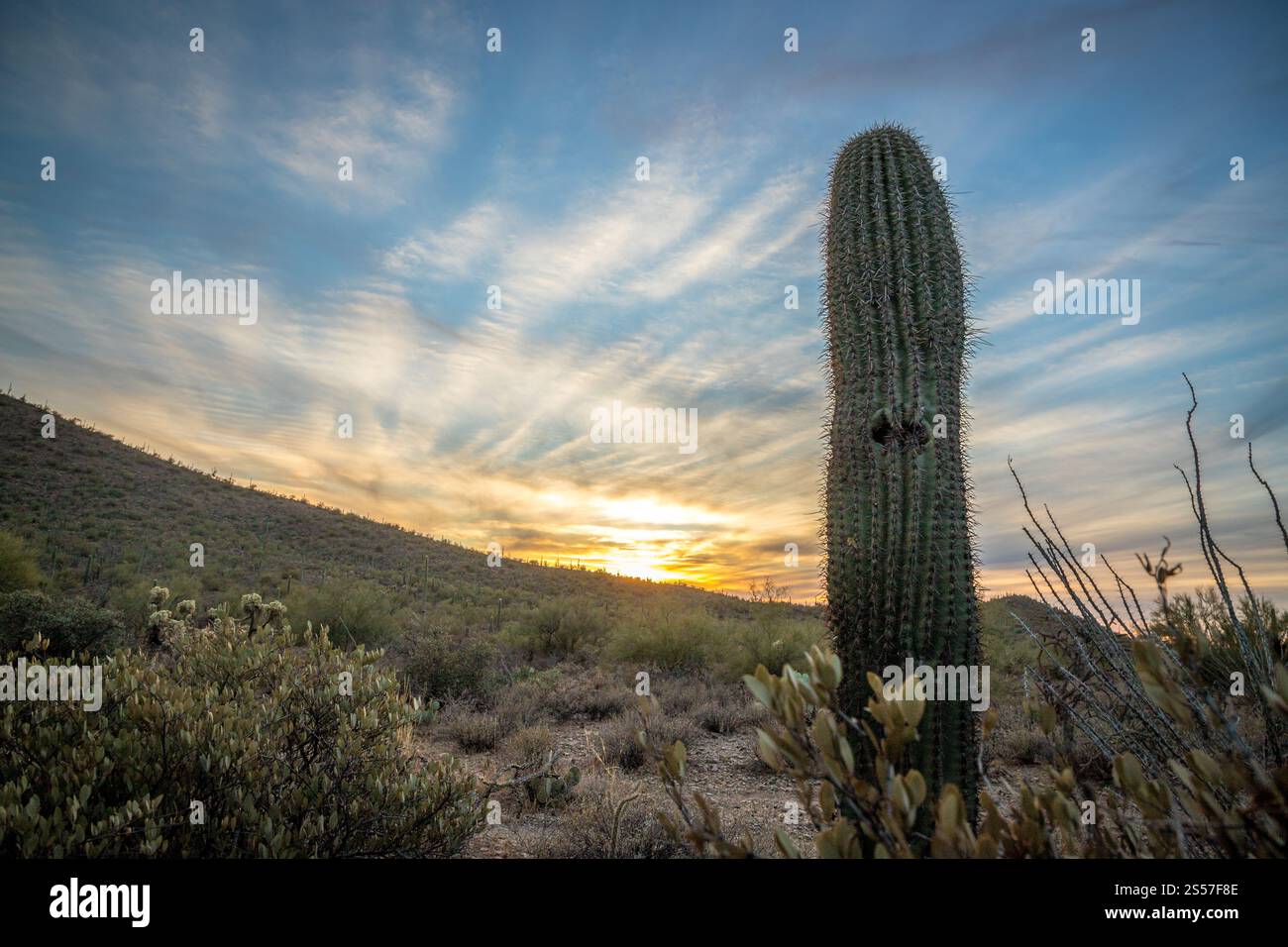 A beautiful evening in the Tucson Mountain Park reveals a stunning ...