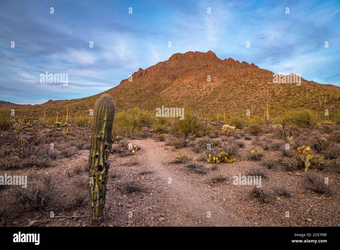 Explore the beauty of the Tucson Mountain Park with a hiking trail ...